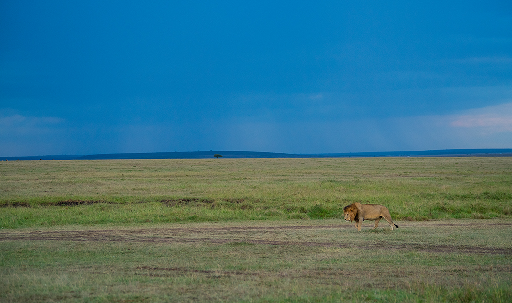 Trees found in Masai Mara | Ilora Retreats